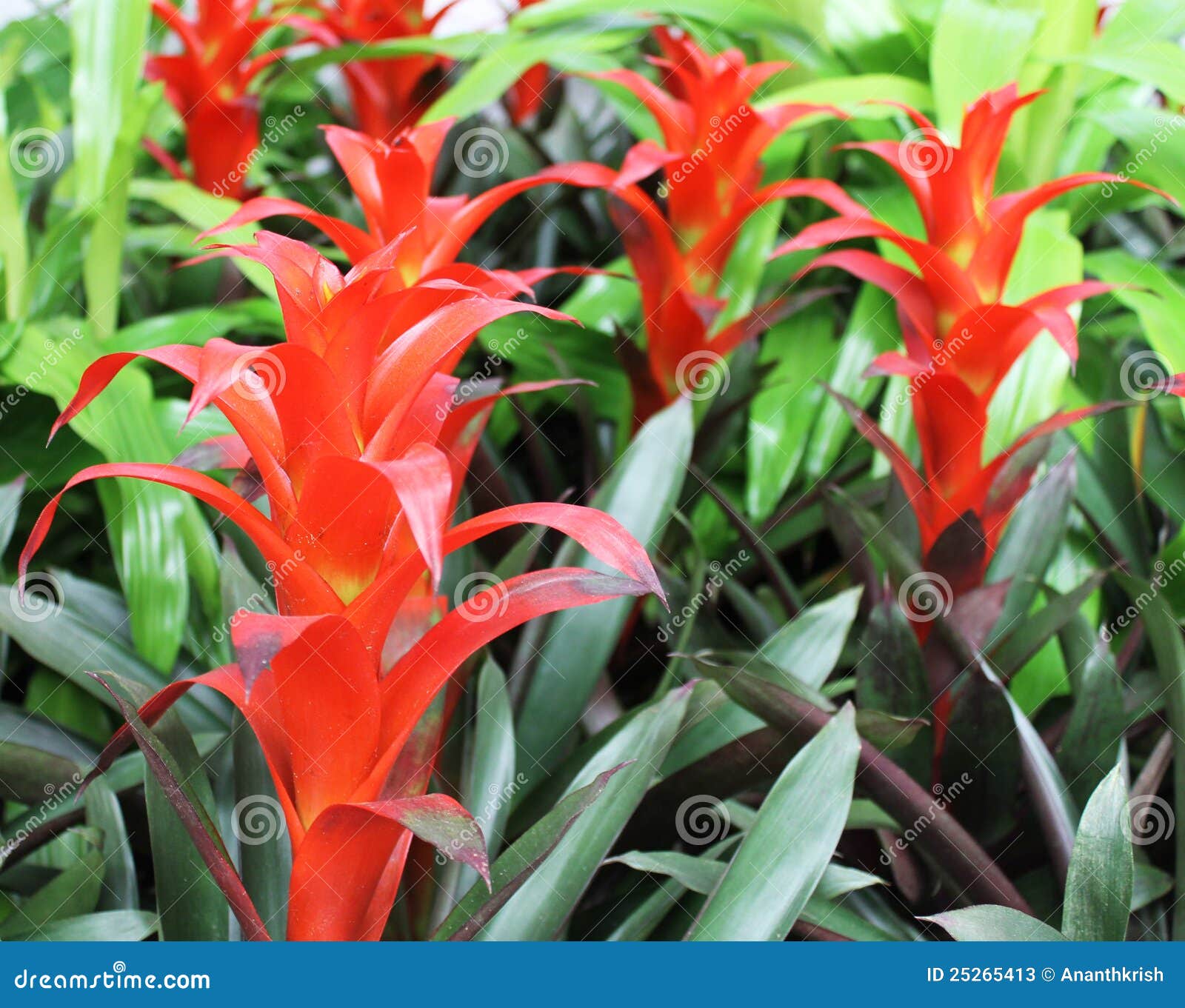 Bright Red Bromelia Flowers Stock Image - Image of houseplant, green ...