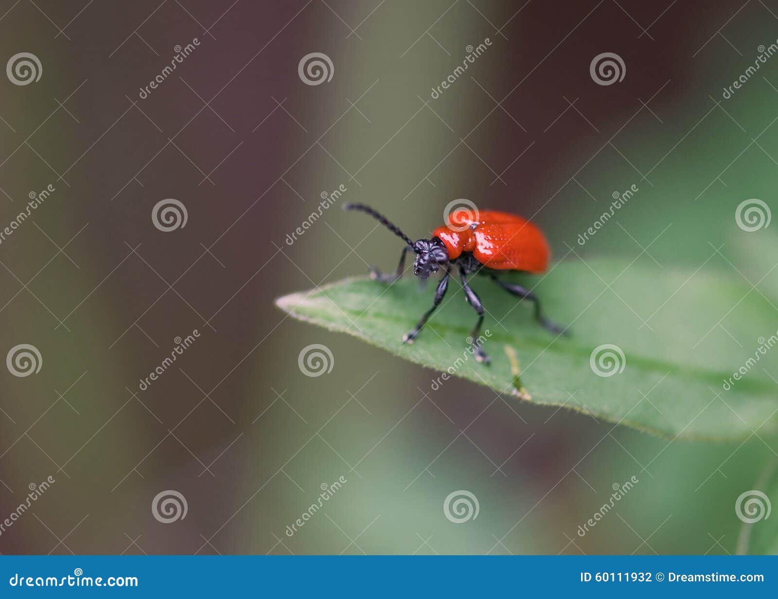 Bright Red Bug Insect on Green Leaf Stock Photo - Image of insect, leaf ...