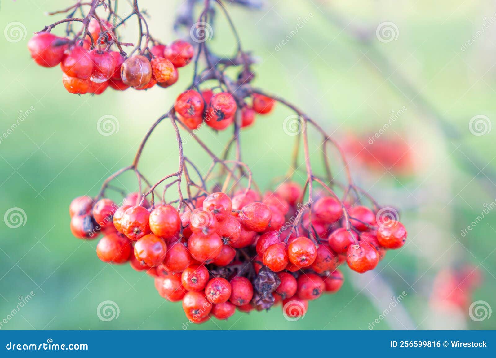 Bright Red Bunch of Berries Hanging from a Tree Stock Photo - Image of ...