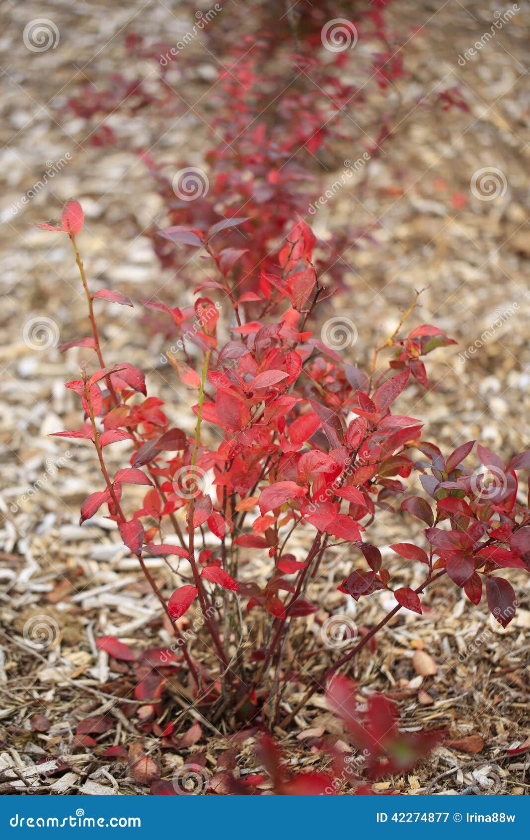 Bright Red Bush during Fall Time Stock Image - Image of landscape ...