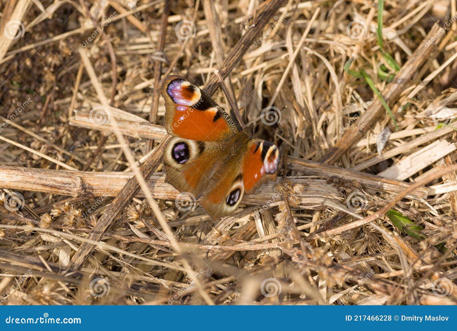 Bright red butterfly stock photo. Image of color, season - 217466228