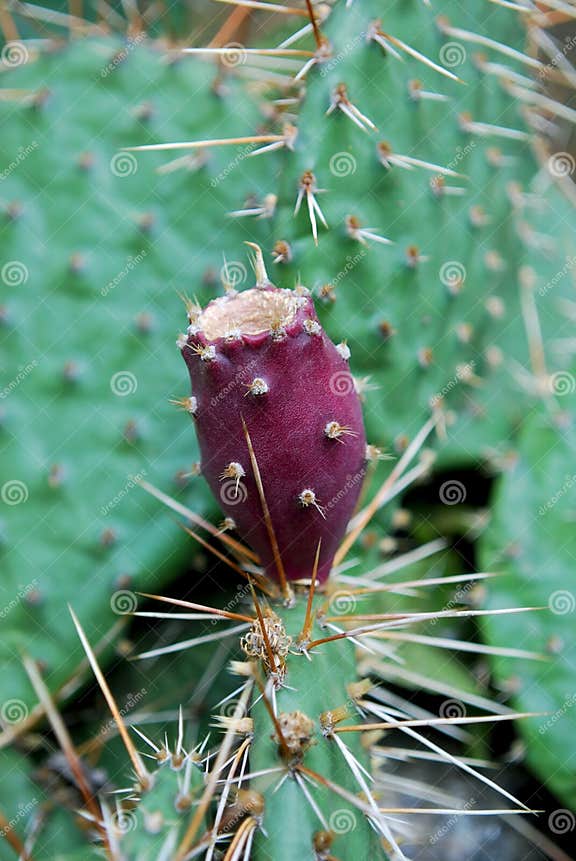Bright Red Cactus Fruit Grows among Sharp Thorns Stock Photo - Image of ...