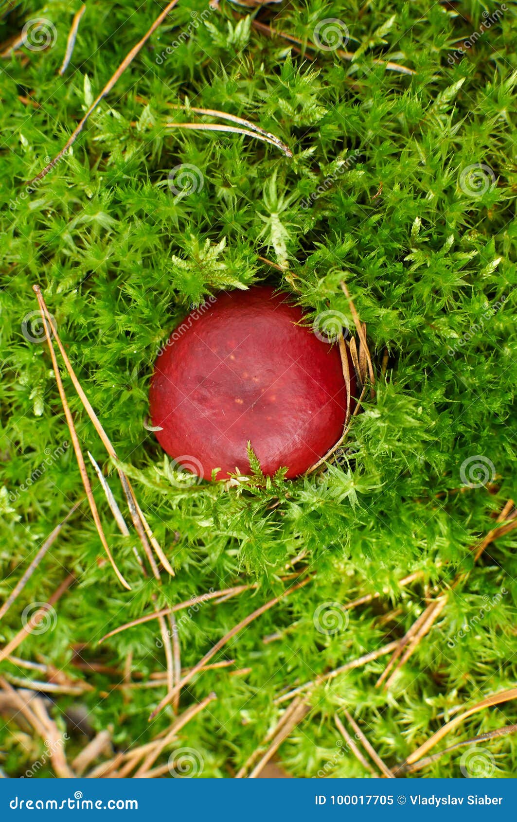 Bright Red Cap of Russula in the Middle of Moss Stock Image - Image of ...