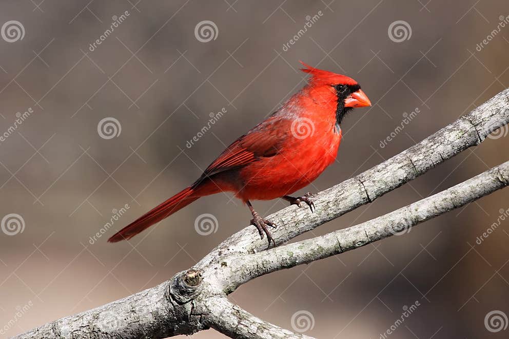 Bright Red Cardinal stock image. Image of birds, avian - 4535693