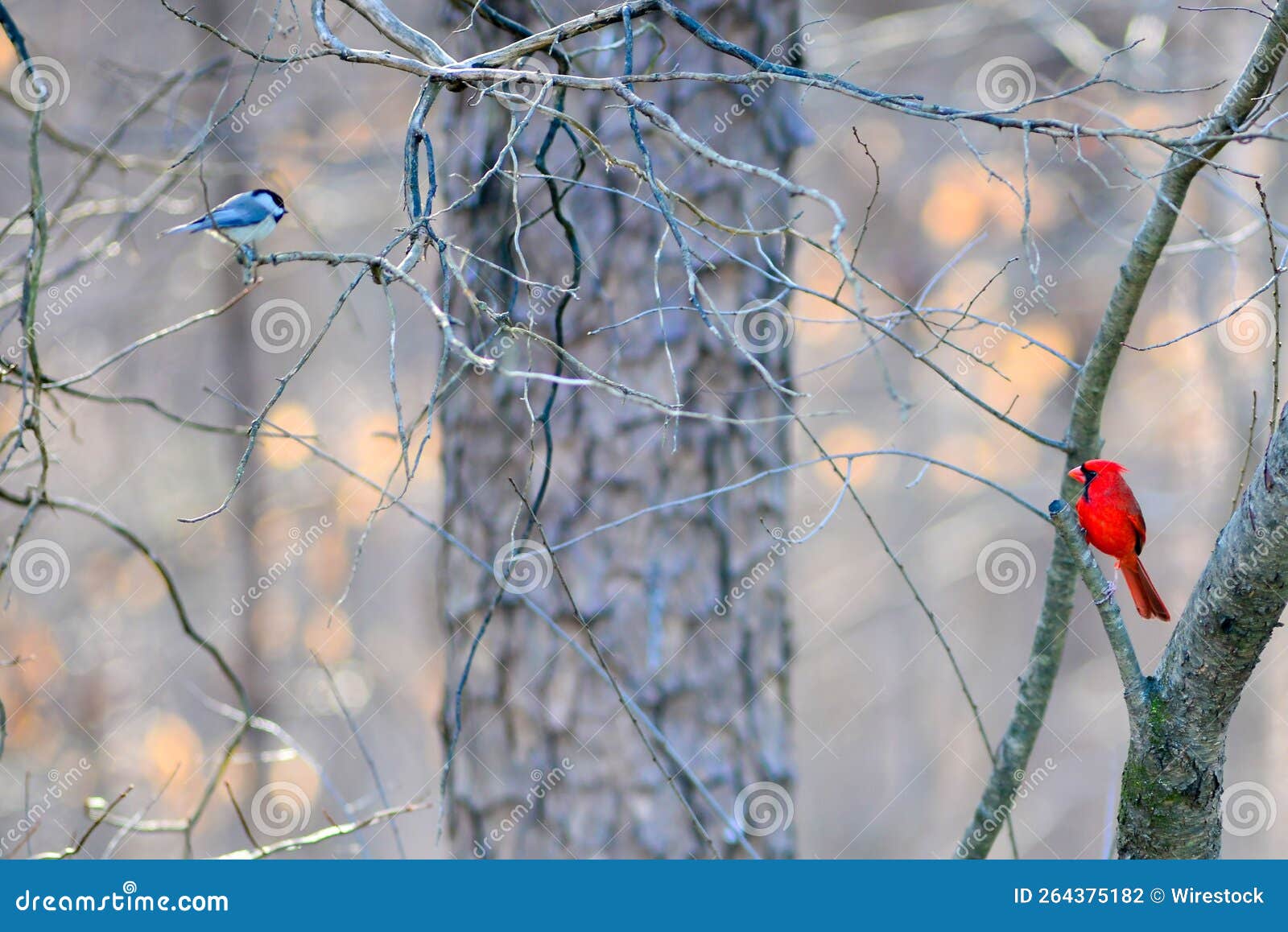 Bright Red Cardinal Bird and a Chickadee Perched on Tree Branches Stock ...