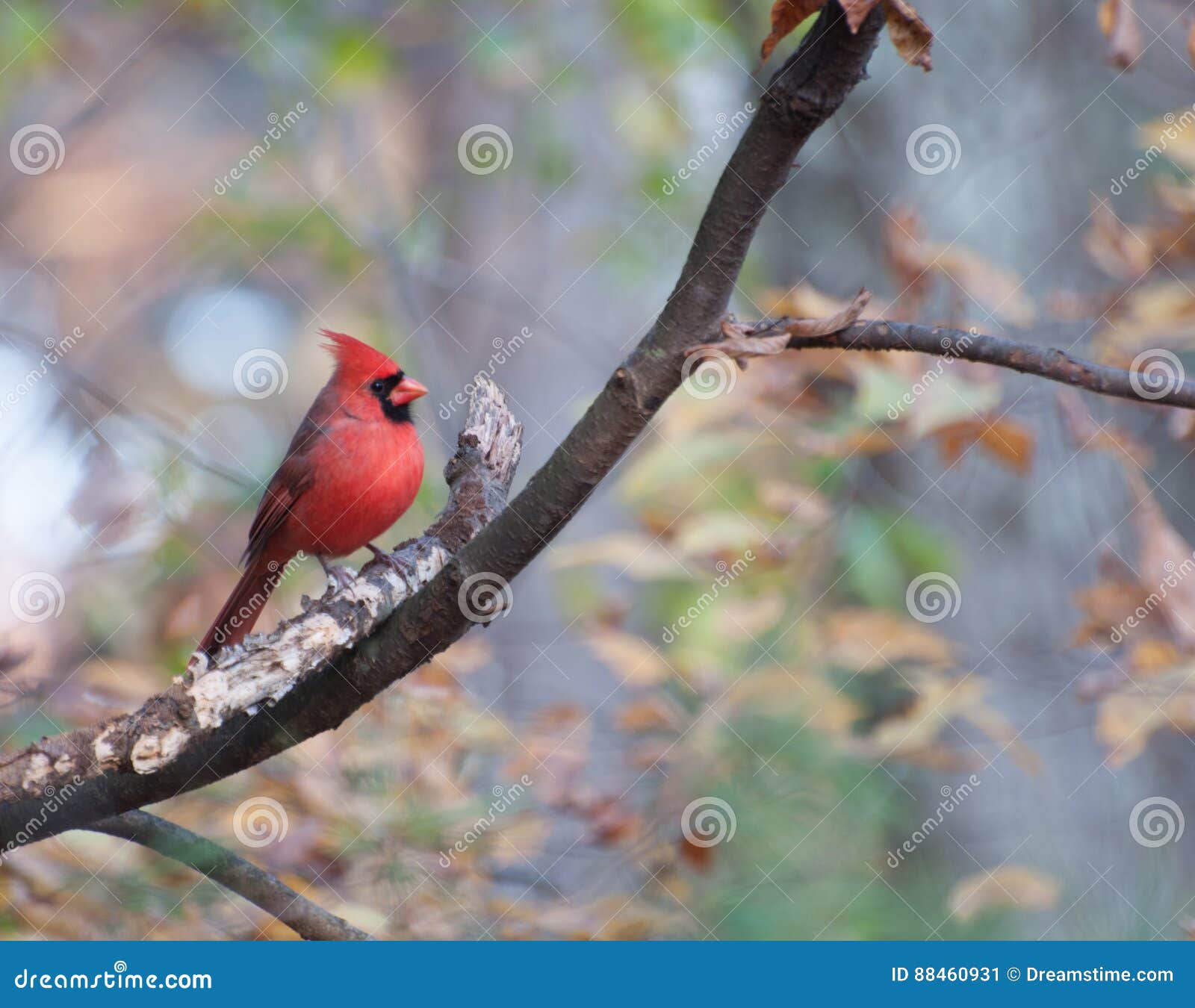 Bright Red Cardinal on Branch Stock Image - Image of leaves, cardinal ...