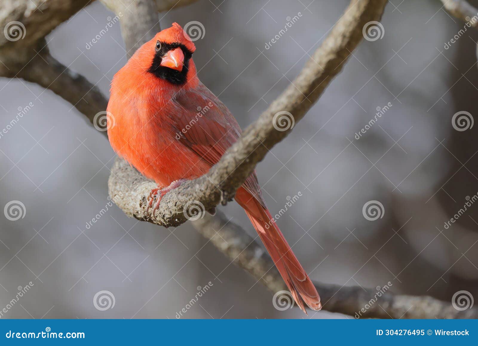 A Bright Red Cardinal Perched on Top of a Bare Branch Stock Image ...