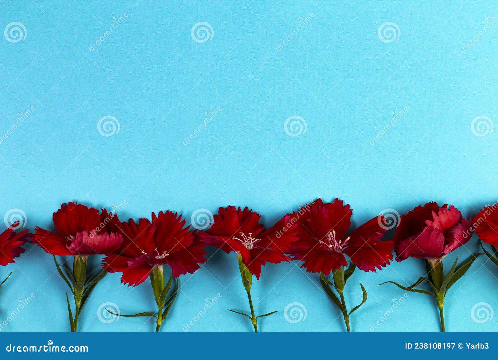Bright Red Carnations on a Blue, Floral Border, Flat Lay, Copy Space ...