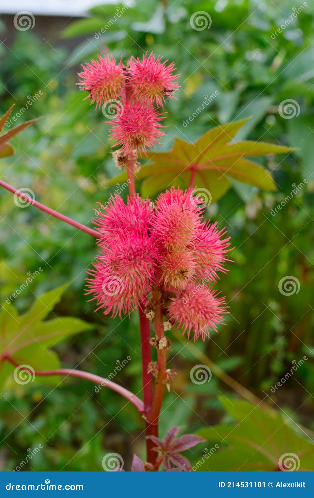 Bright Red Castor Fruit on Green Stem Stock Image - Image of fresh ...