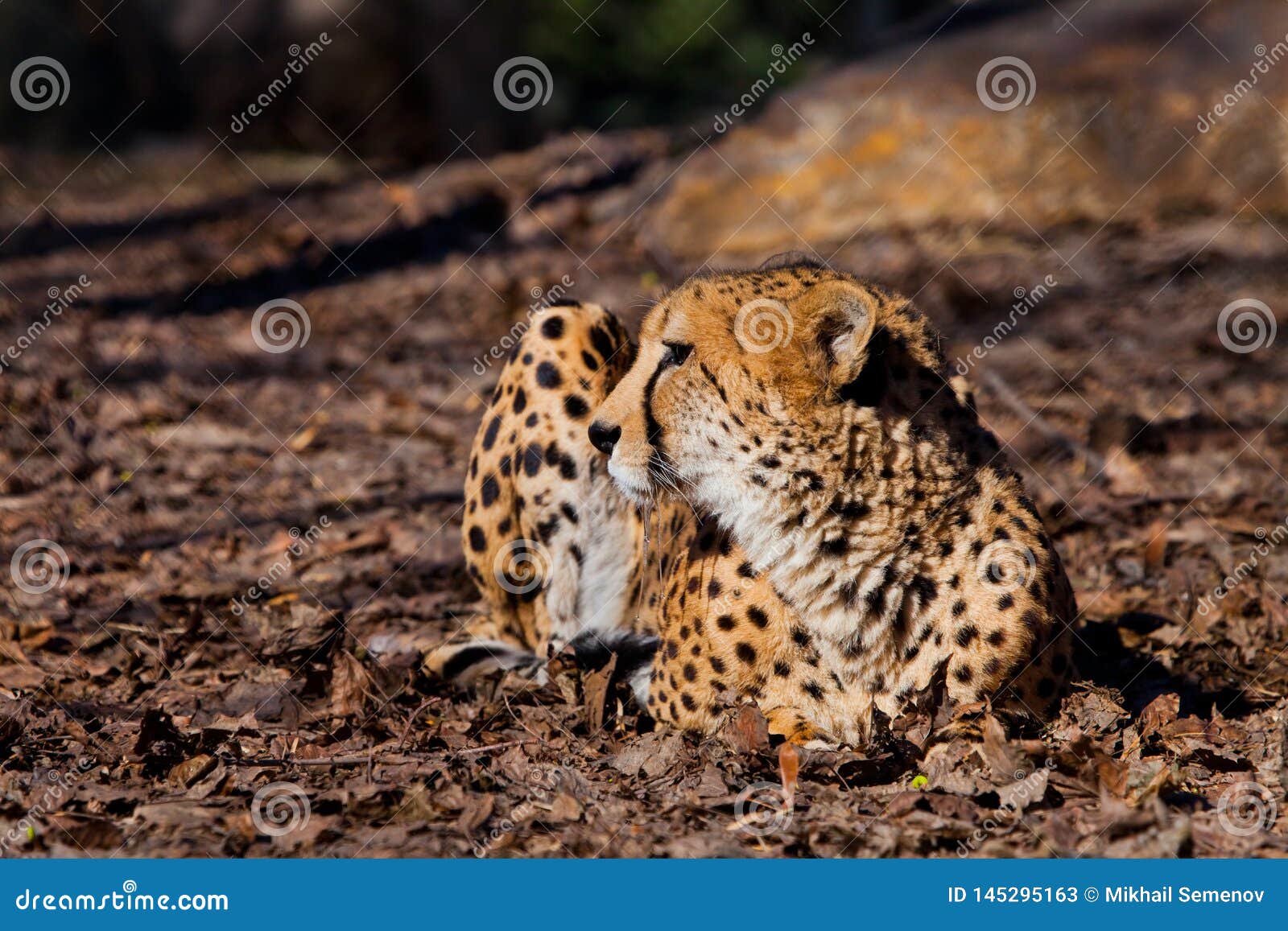 A Bright Red Cheetah is Resting and Looking Down on a Withered Grass in ...
