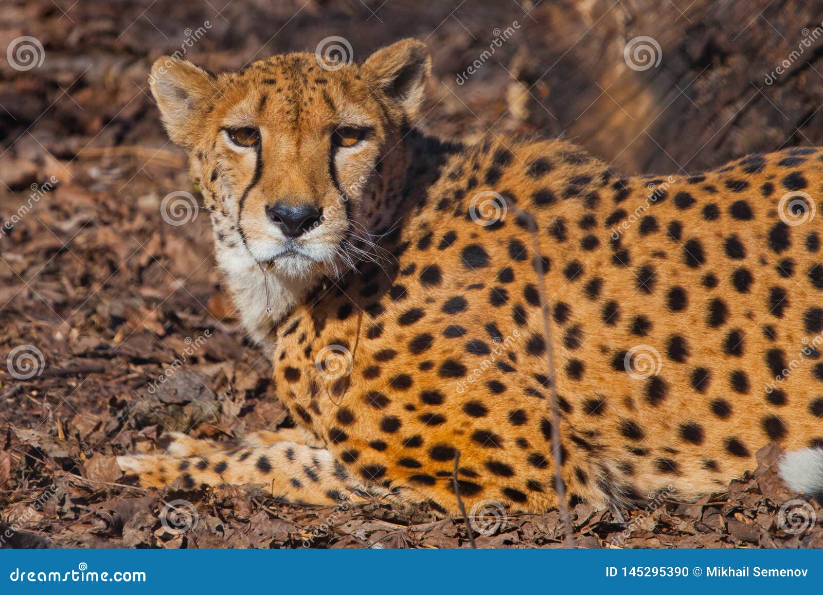 A Bright Red Cheetah Rests and Looks Lying on the Withered Grass in the ...