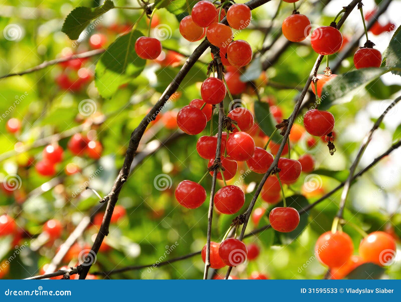 Bright Red Cherries on the Branch Stock Image - Image of growing ...