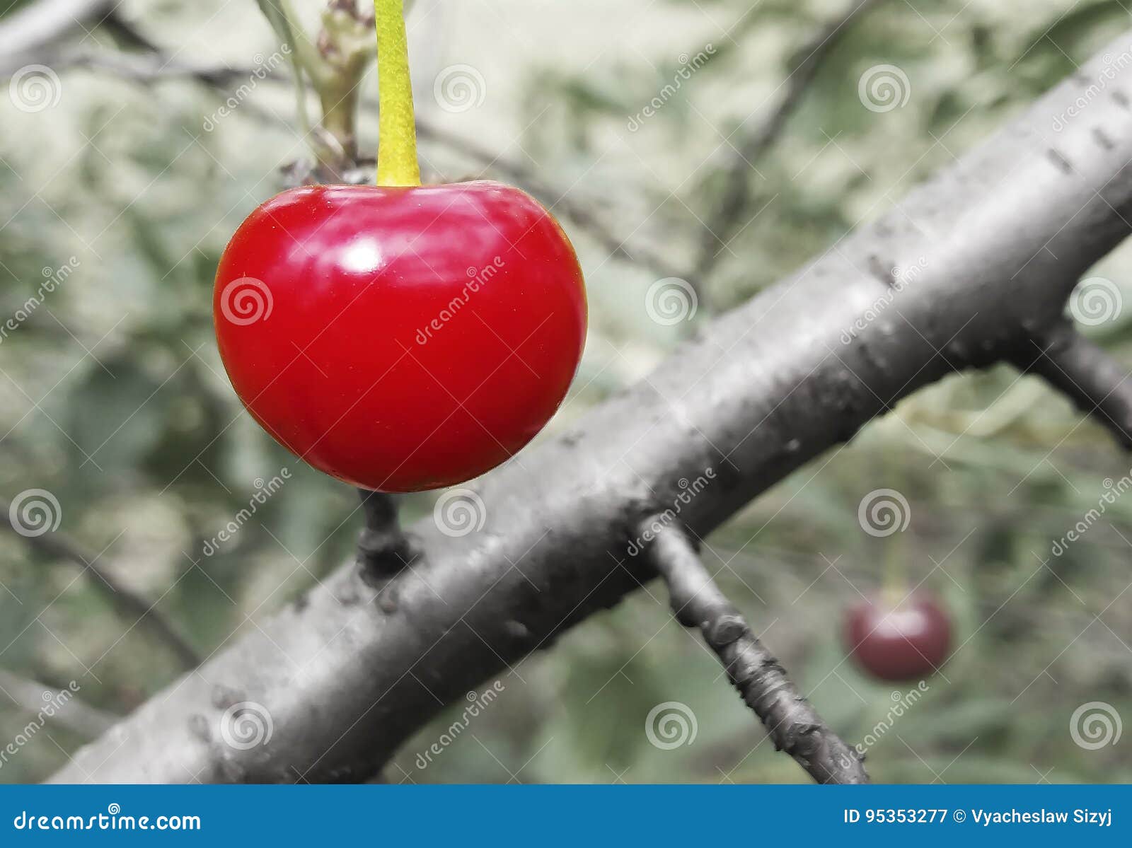 Bright red cherry stock image. Image of light, country - 95353277