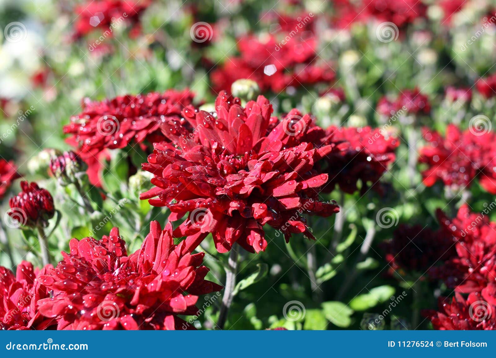 Bright Red Chrysanthemum Flowers Stock Photo - Image of brilliant ...