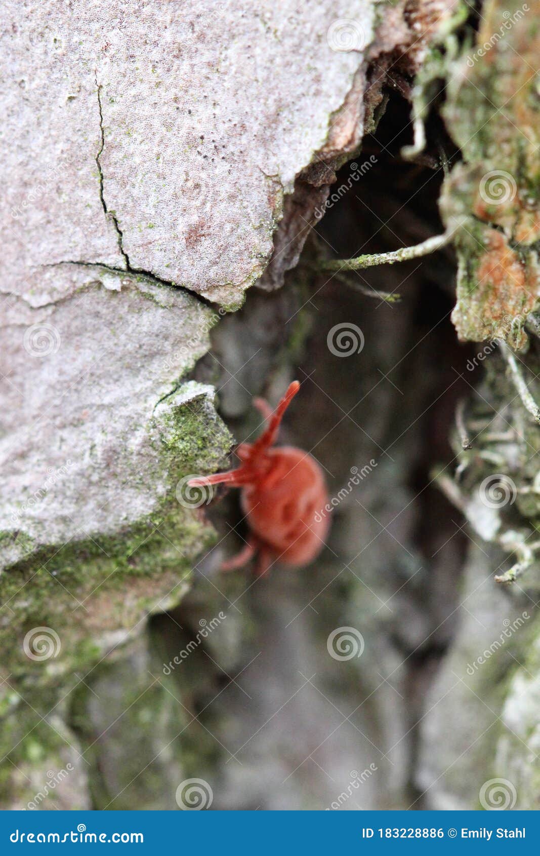 Bright Red Clover Mite Crawling through Gray, Moss-tinged Pine Bark ...