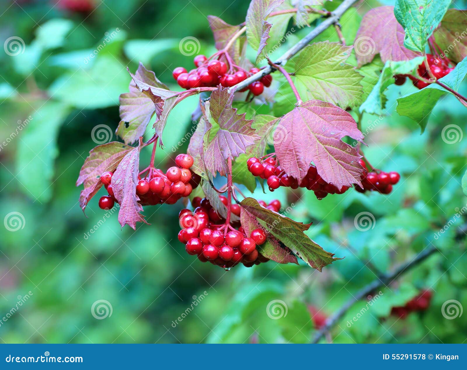Bright Red Clusters of Berries of Viburnum on the Branches in Th Stock ...