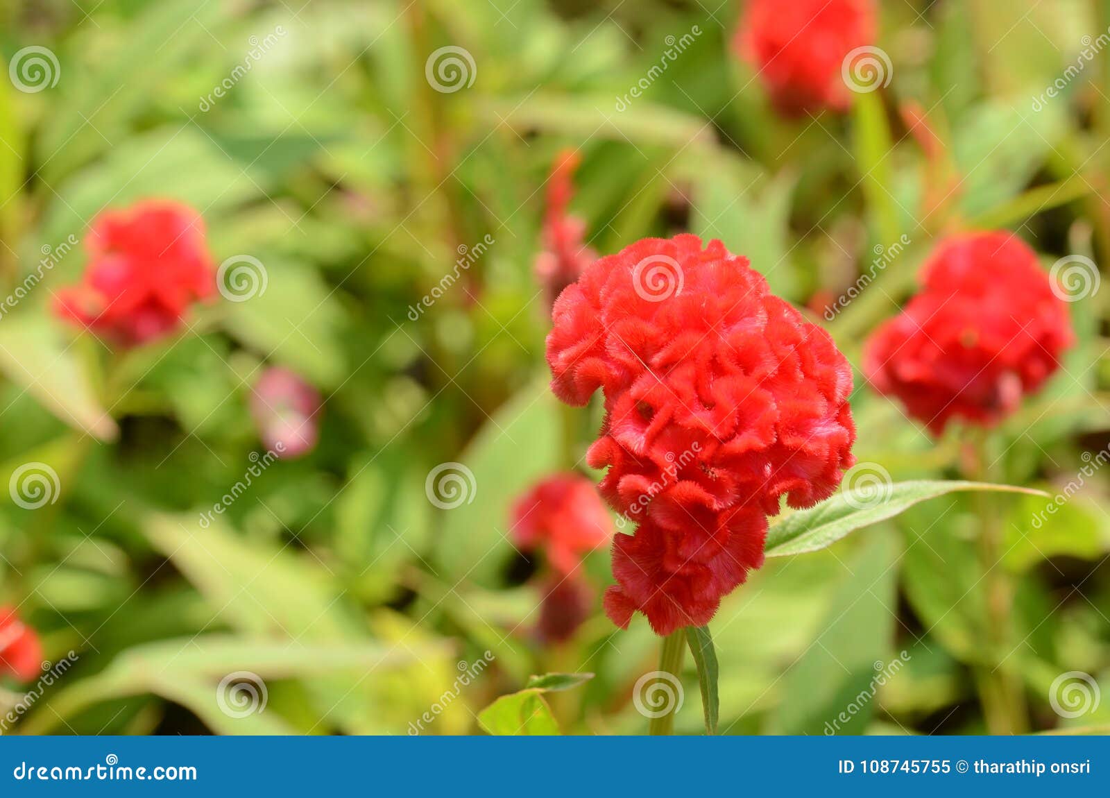 Colorful Flowers in Nature.Bright Red Cockscomb Flowers Stock Image ...