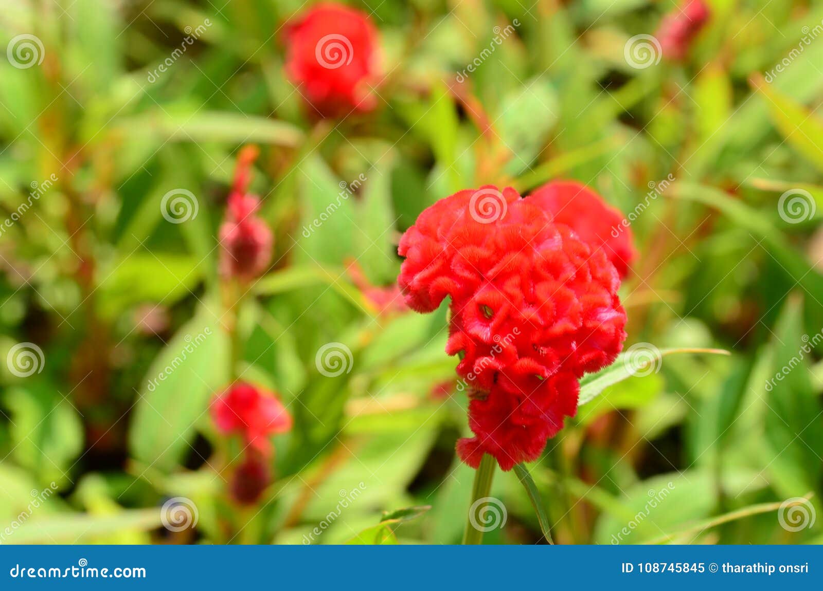 Colorful Flowers in Nature.Bright Red Cockscomb Flowers Stock Image ...