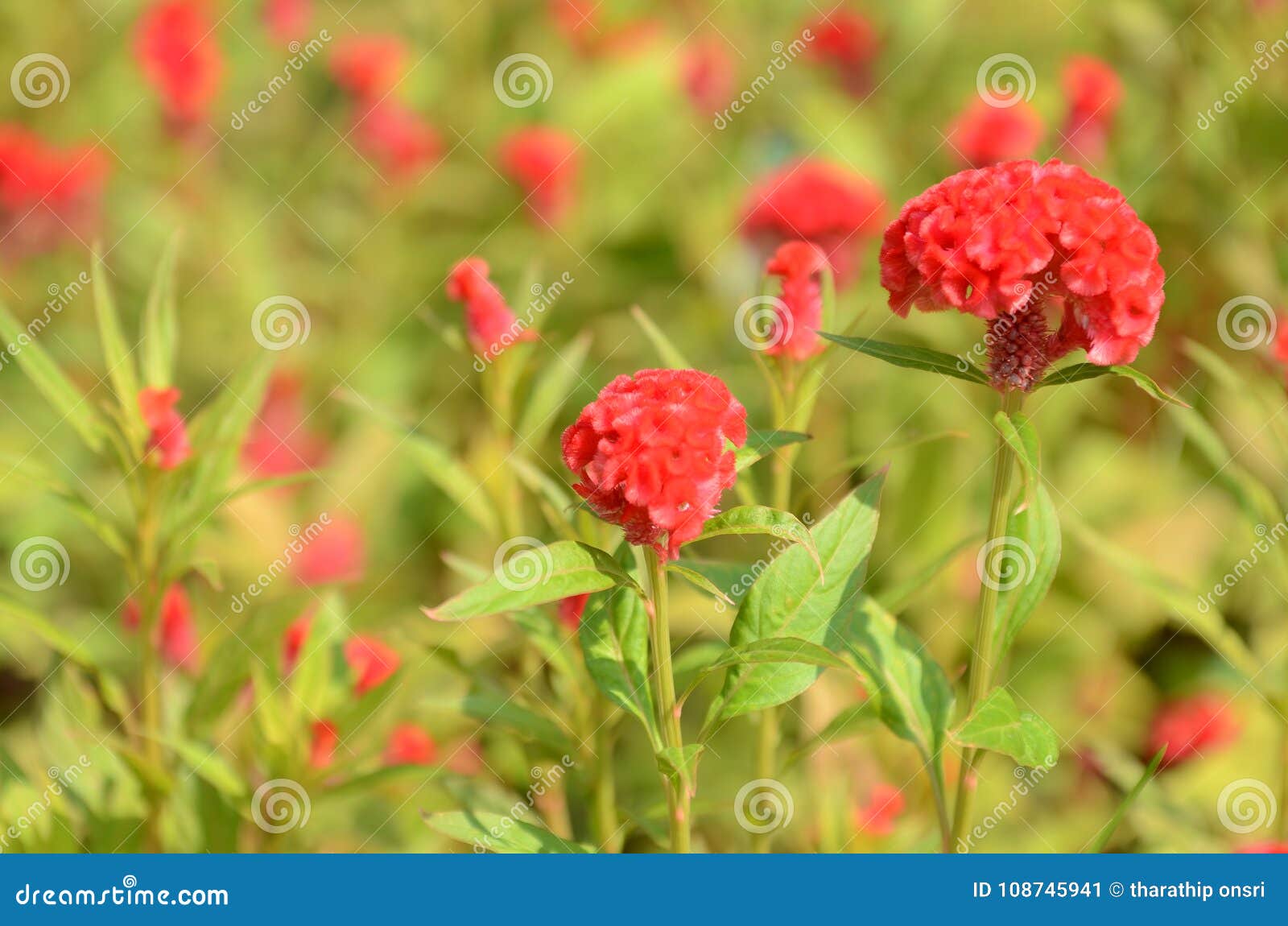 Colorful Flowers in Nature.Bright Red Cockscomb Flowers Stock Image ...