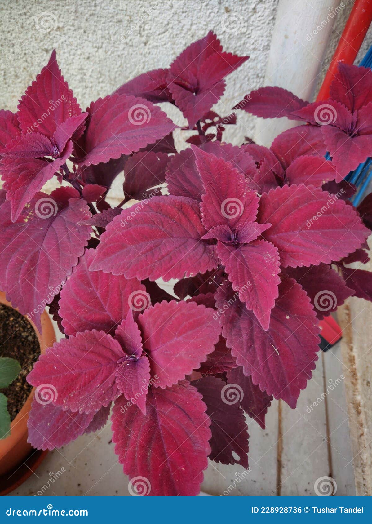 Bright red coleus plant stock photo. Image of lilac - 228928736