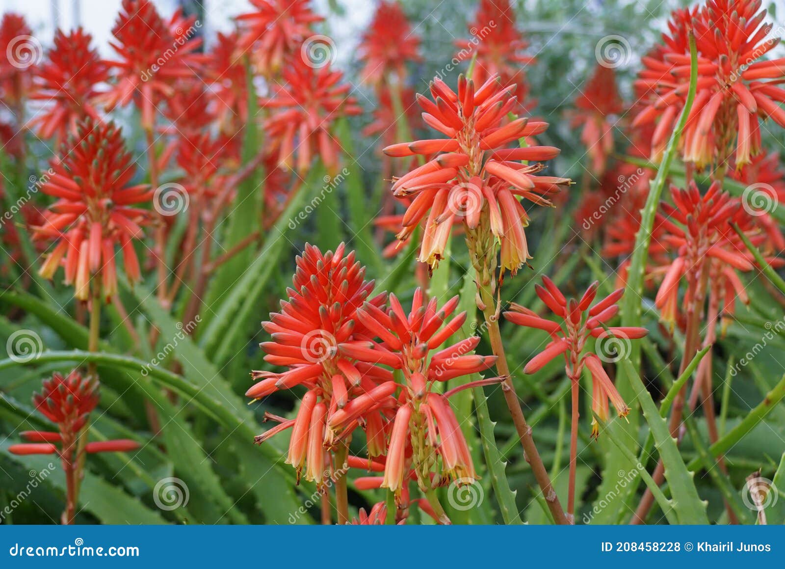 Bright Red Color of Aloe Vera Flowers Stock Photo - Image of closeup ...
