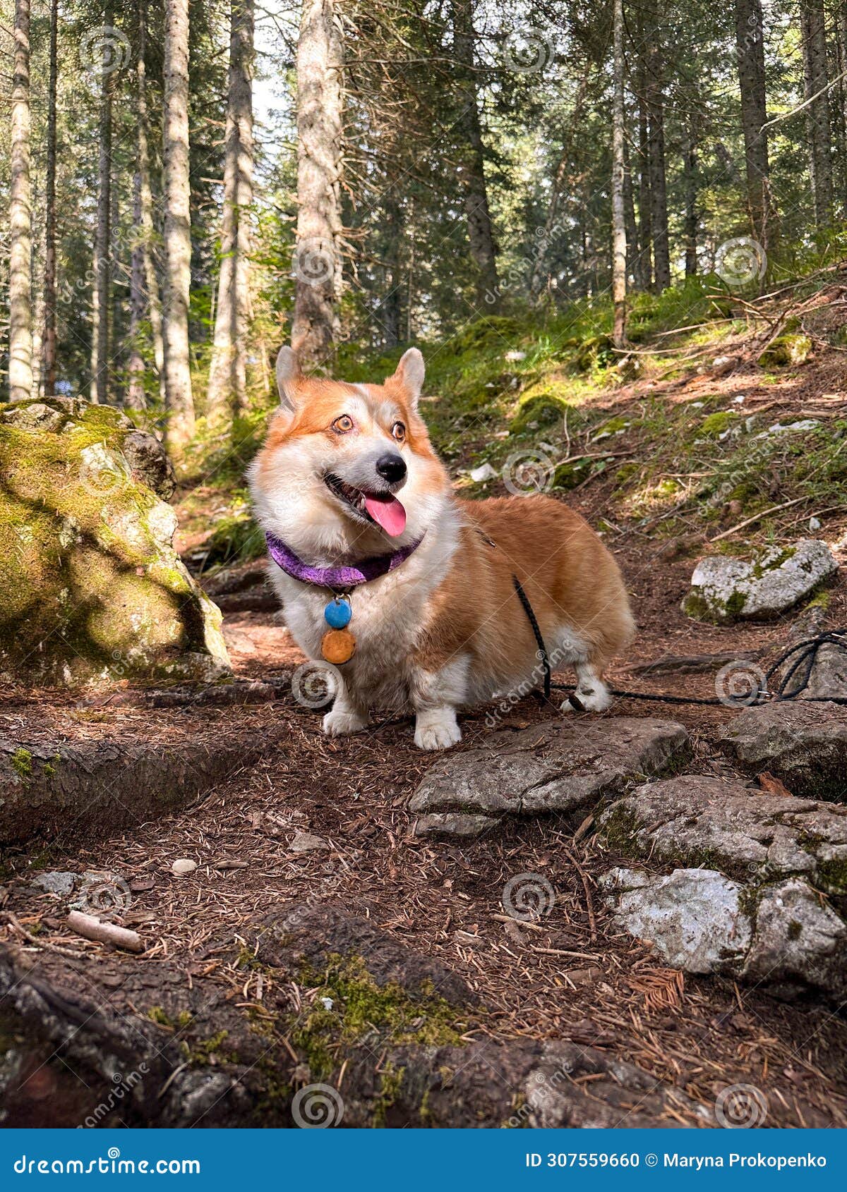 Bright Red Corgi Dog Stands on a Path in the Forest Stock Photo - Image ...