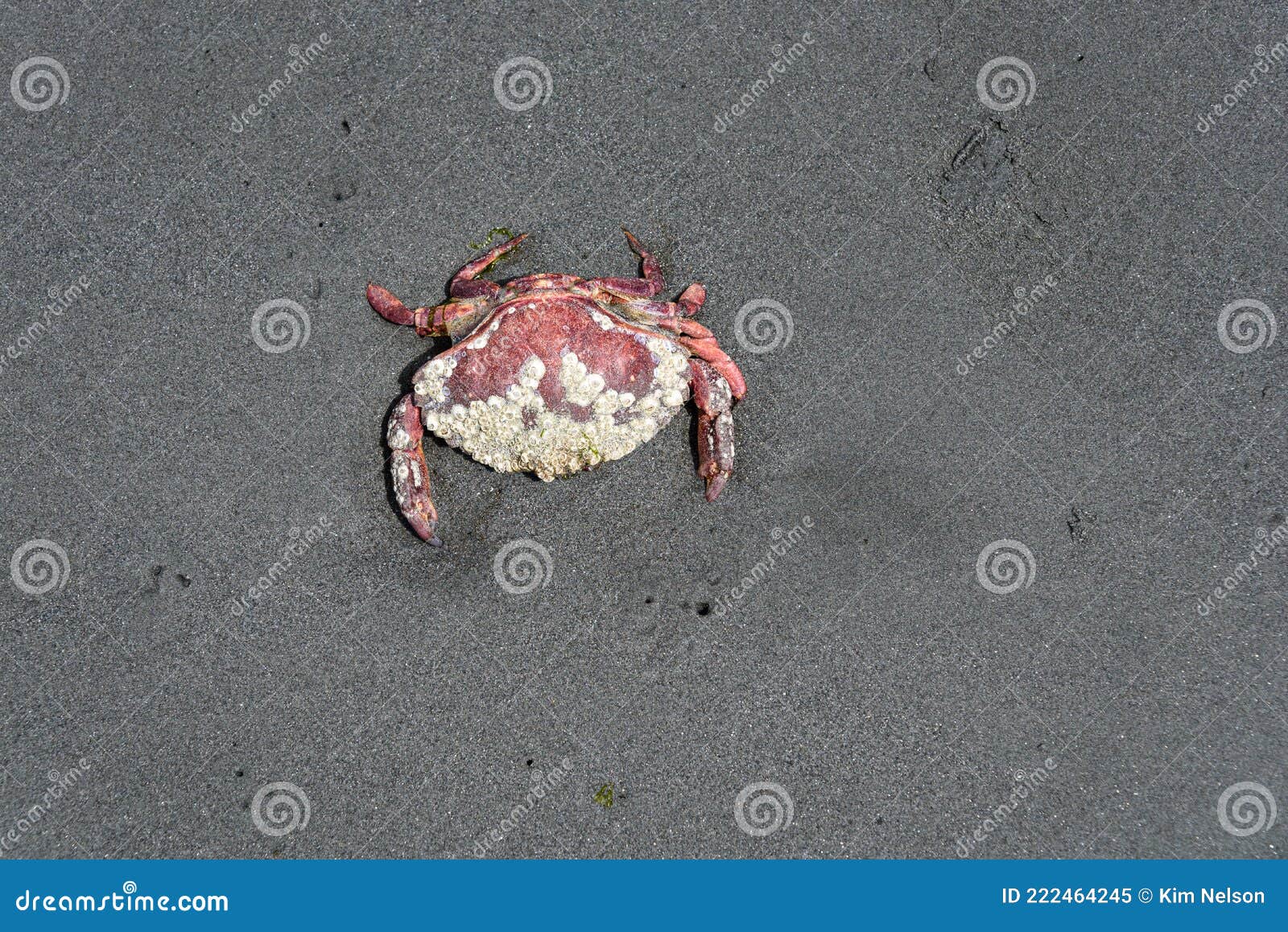 Bright Red Crab Shell with White Barnacles on Smooth Wet Gray Sand, As ...
