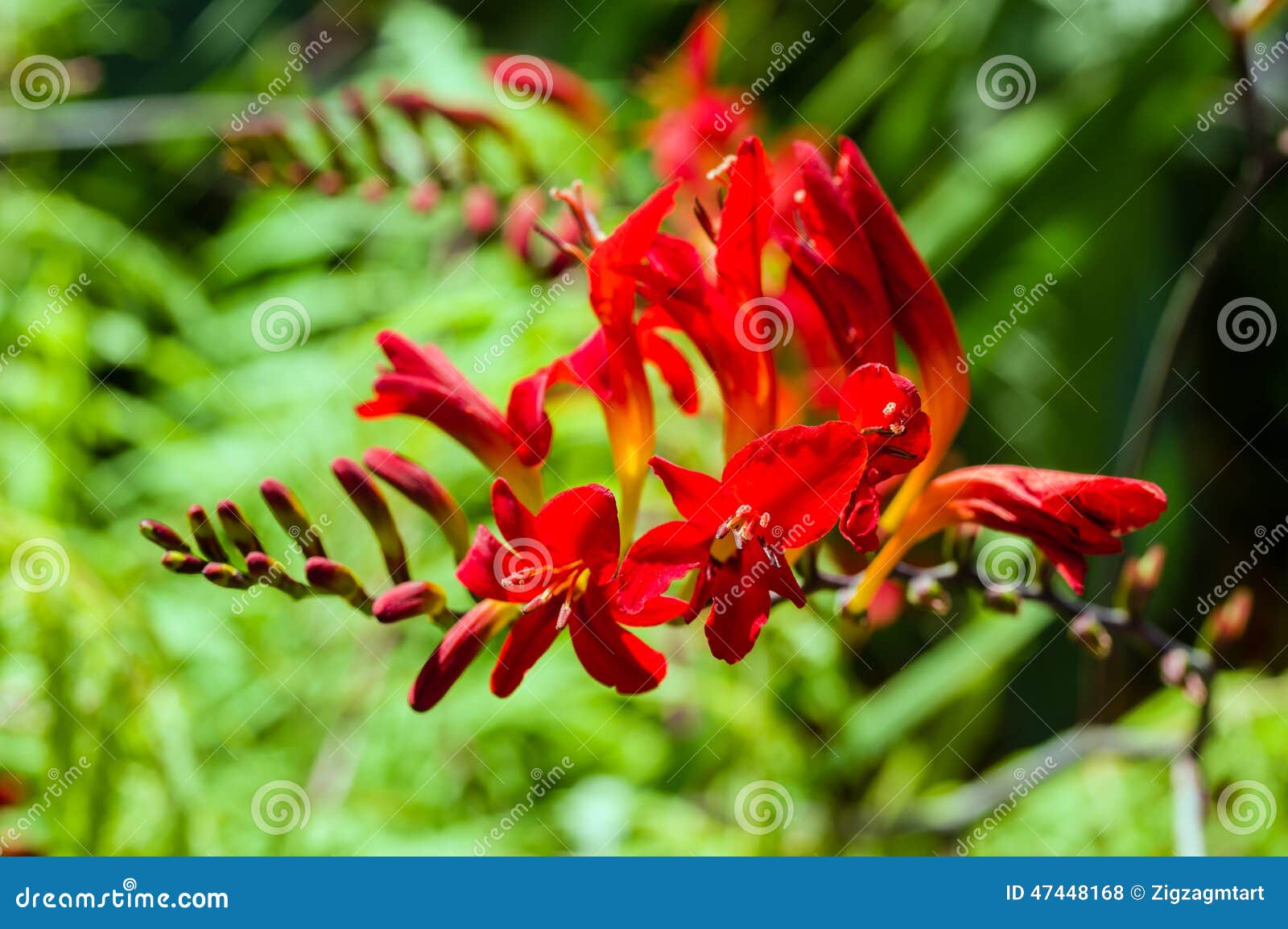 Bright Red Crocosmia Flower in Bloom Stock Photo - Image of plants ...