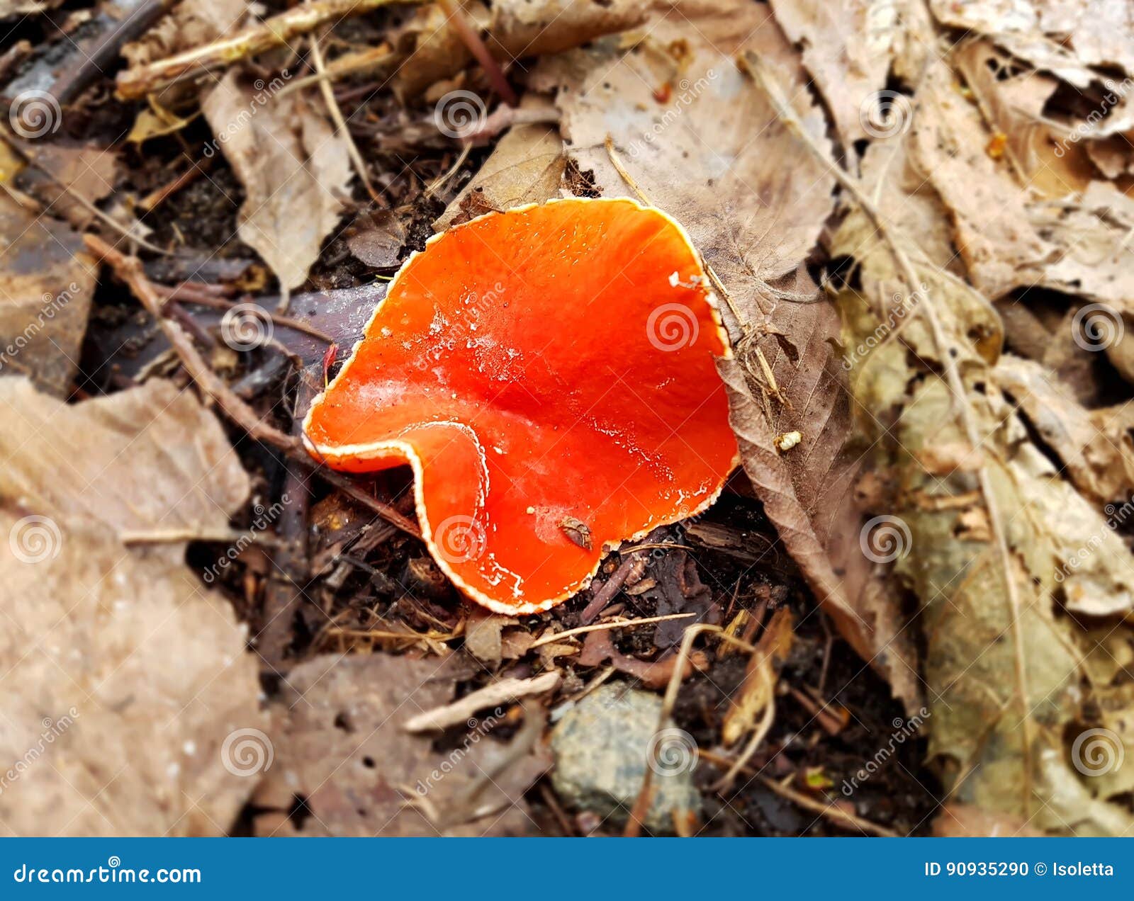Rare Bright Red Cup Fungi, Microstoma Protractum Stock Photo - Image of ...