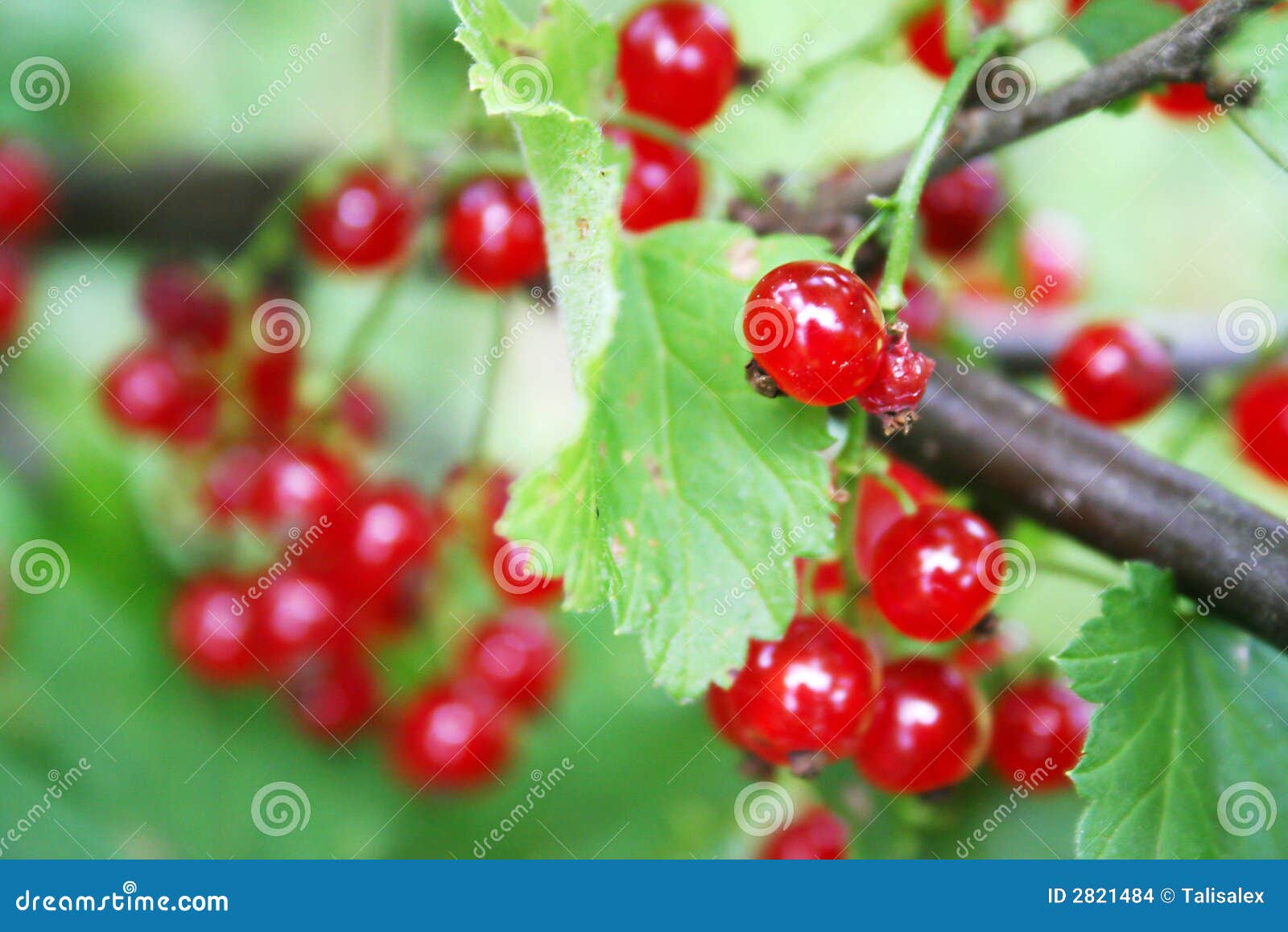 Bright red currant stock photo. Image of food, concept - 2821484
