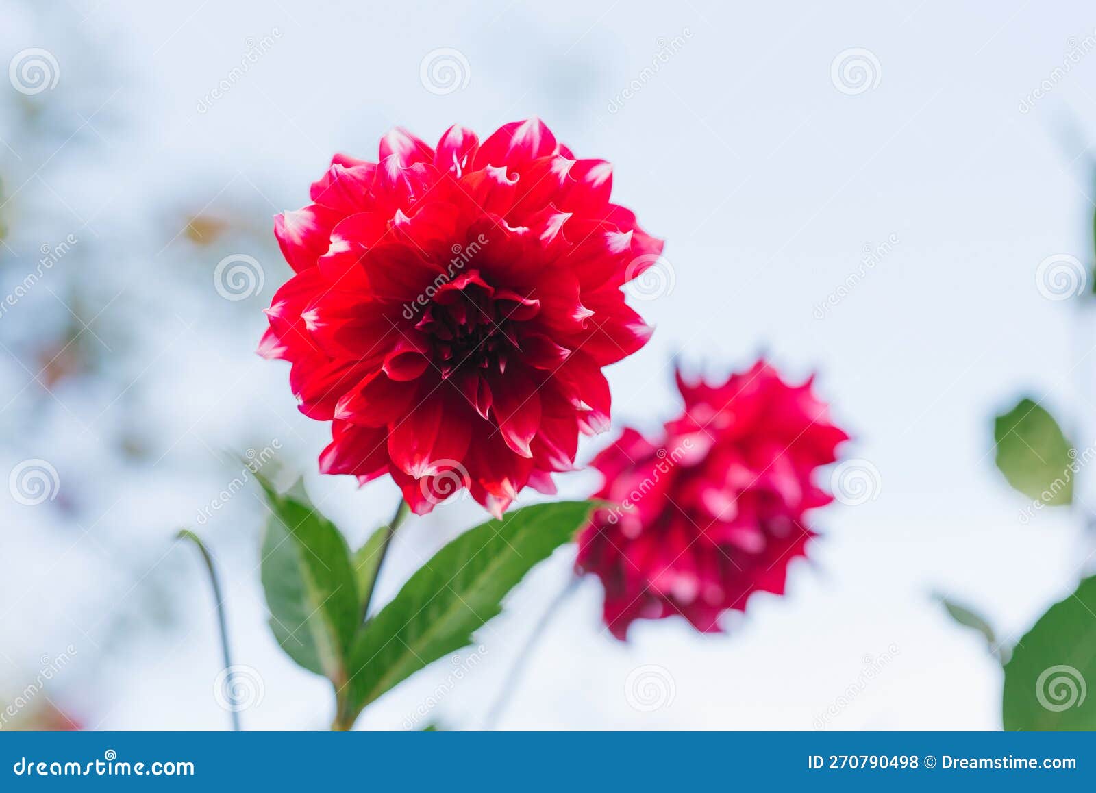 Bright Red Dahlia Flower in Summer in the Garden Stock Photo - Image of ...