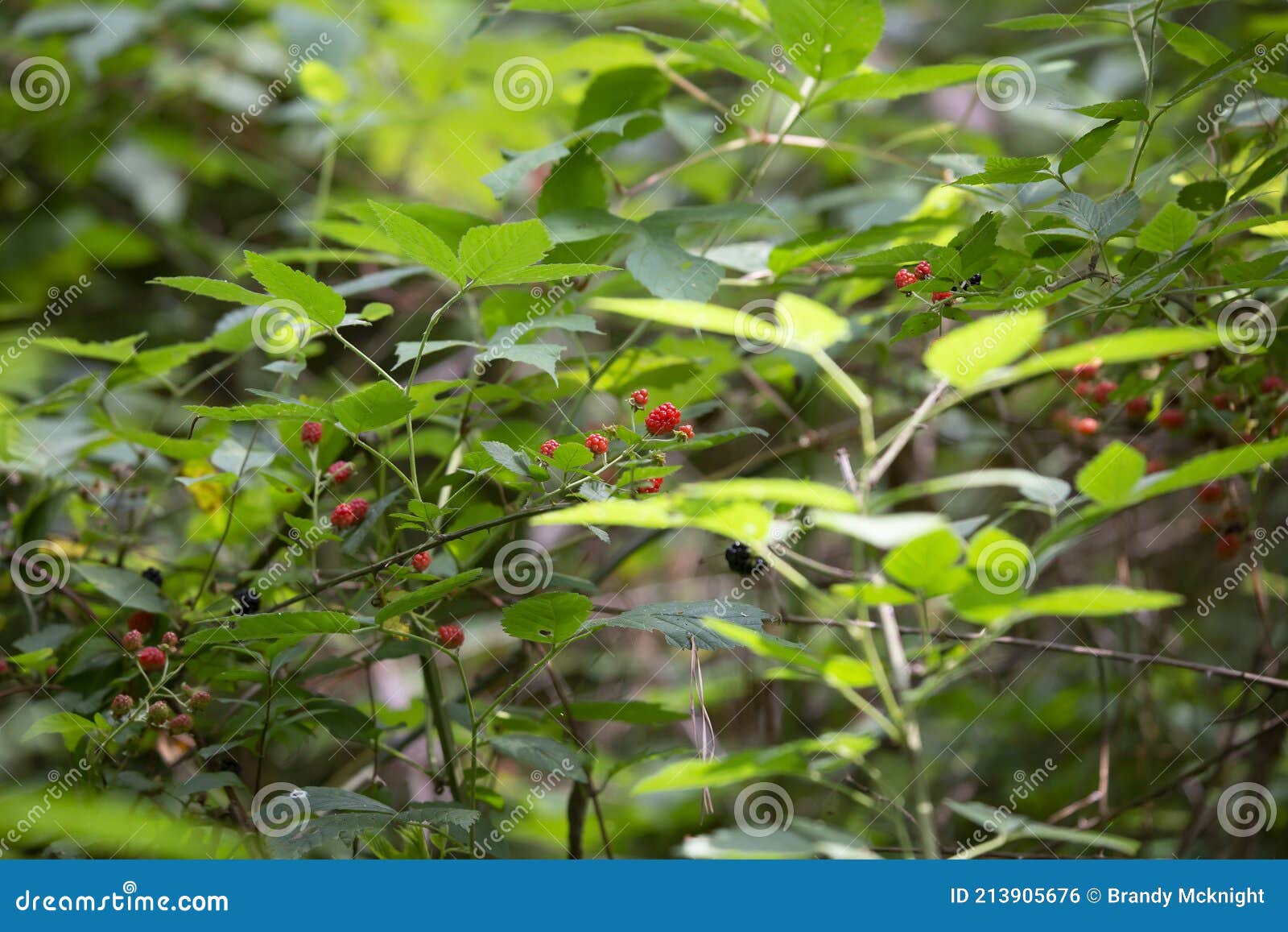 Bright Red Dewberries in the Spring Stock Photo - Image of conservation ...