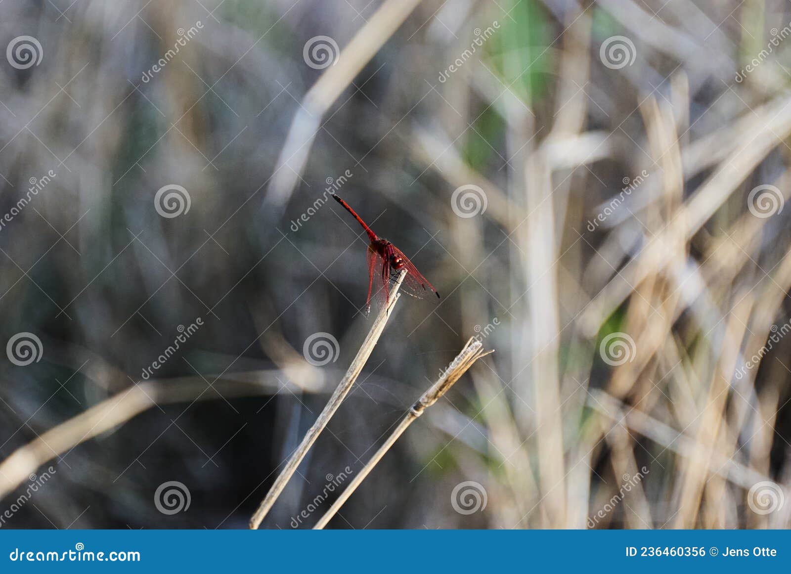 Bright red dragonfly stock photo. Image of beautiful - 236460356