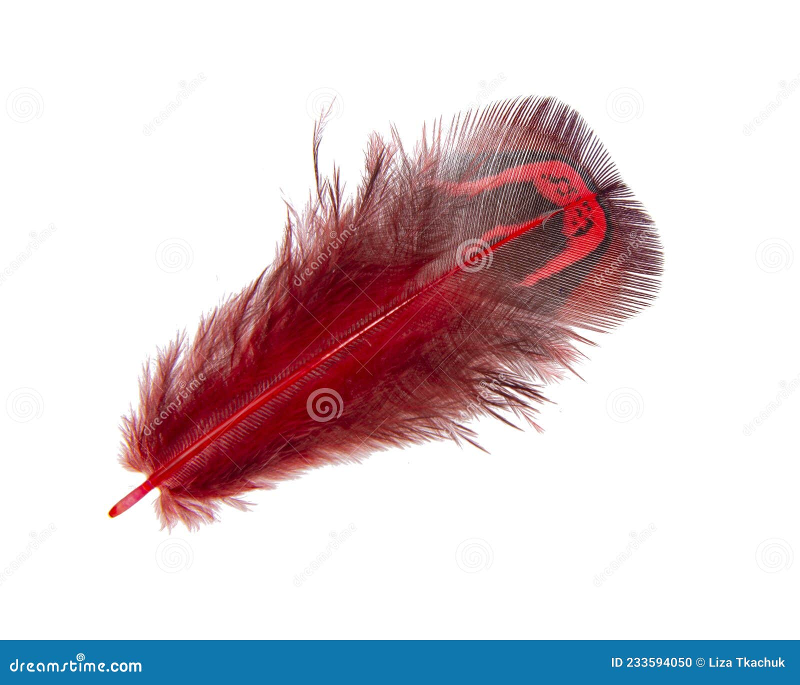 Bright Red Feather Elegant Isolated on White Background Stock Photo ...