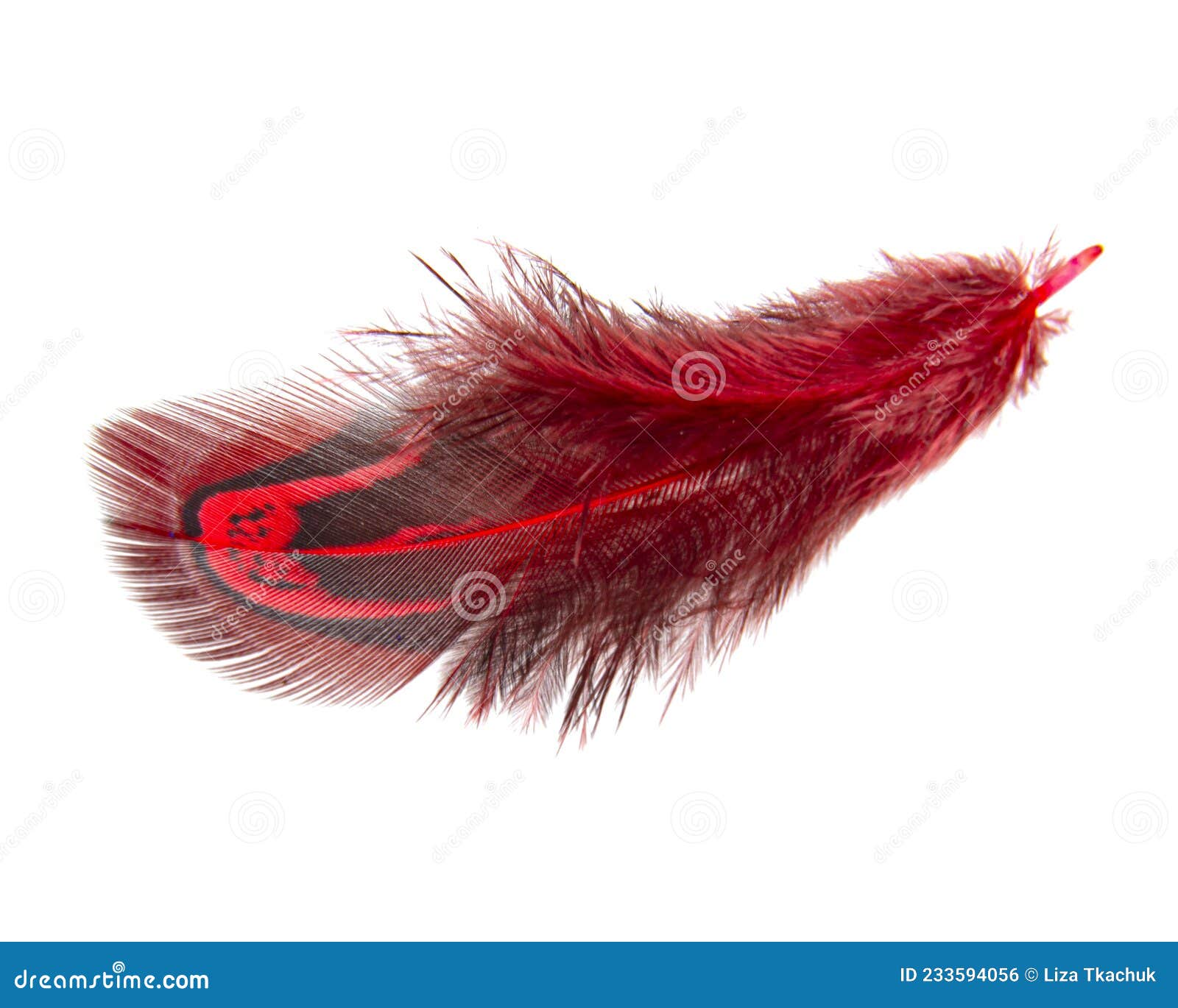 Bright Red Feather Elegant Isolated on White Background Stock Photo ...