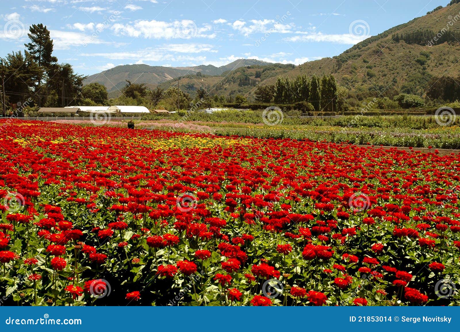 Bright Red Field stock photo. Image of tree, bloom, flourish - 21853014