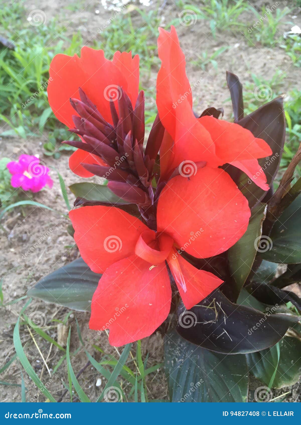 Bright red fire flower stock photo. Image of bloom, large - 94827408