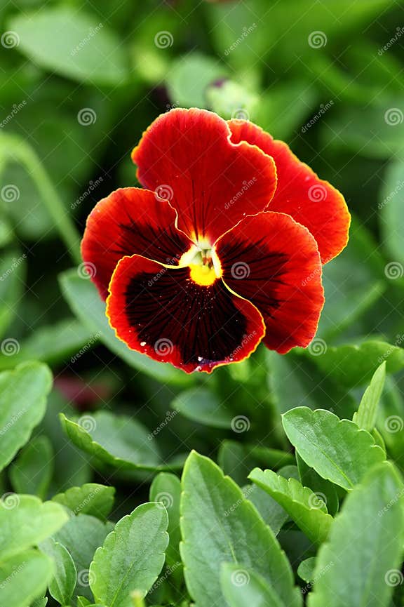 Bright red flower stock photo. Image of brilliant, yellow - 14489182
