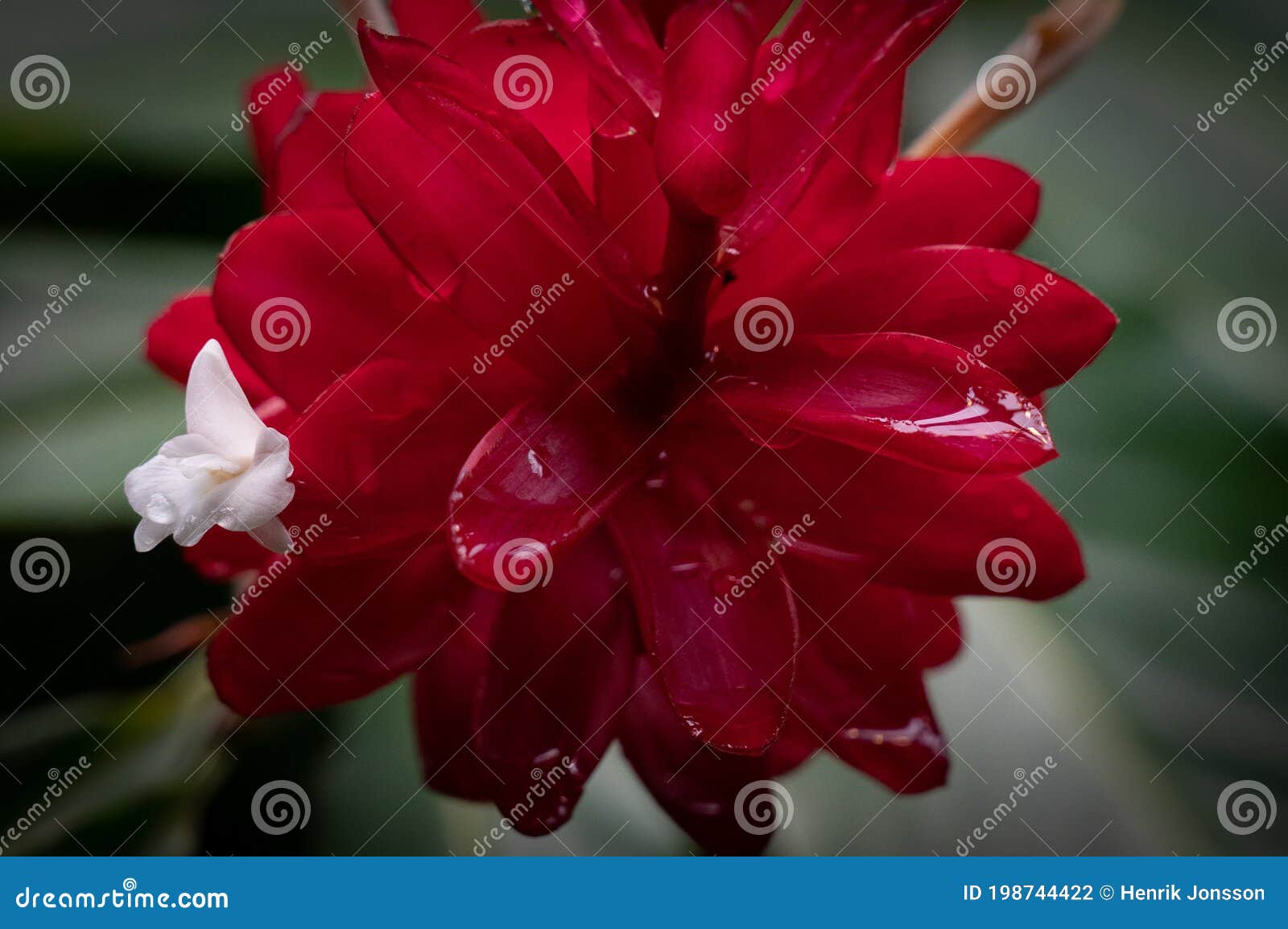 Bright Red Flower in the Forest Stock Photo - Image of closeup, blossom ...
