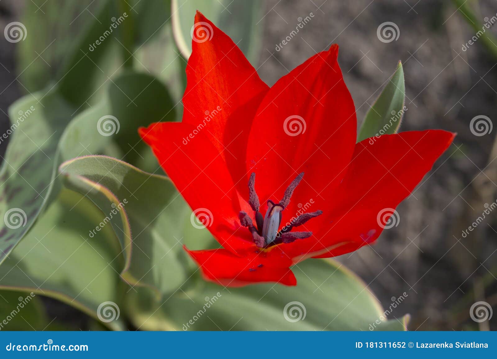 Bright red flower stock photo. Image of floral, berry - 181311652