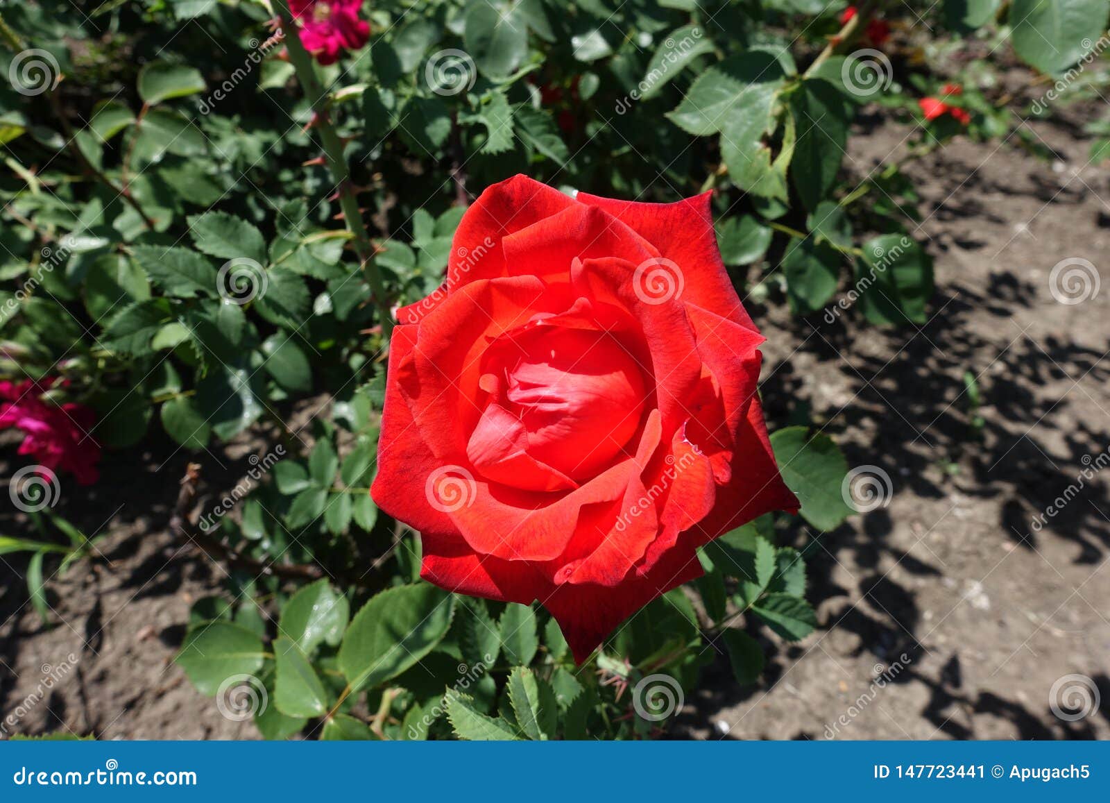Bright Red Flower of Garden Rose Stock Image - Image of bush, perennial ...