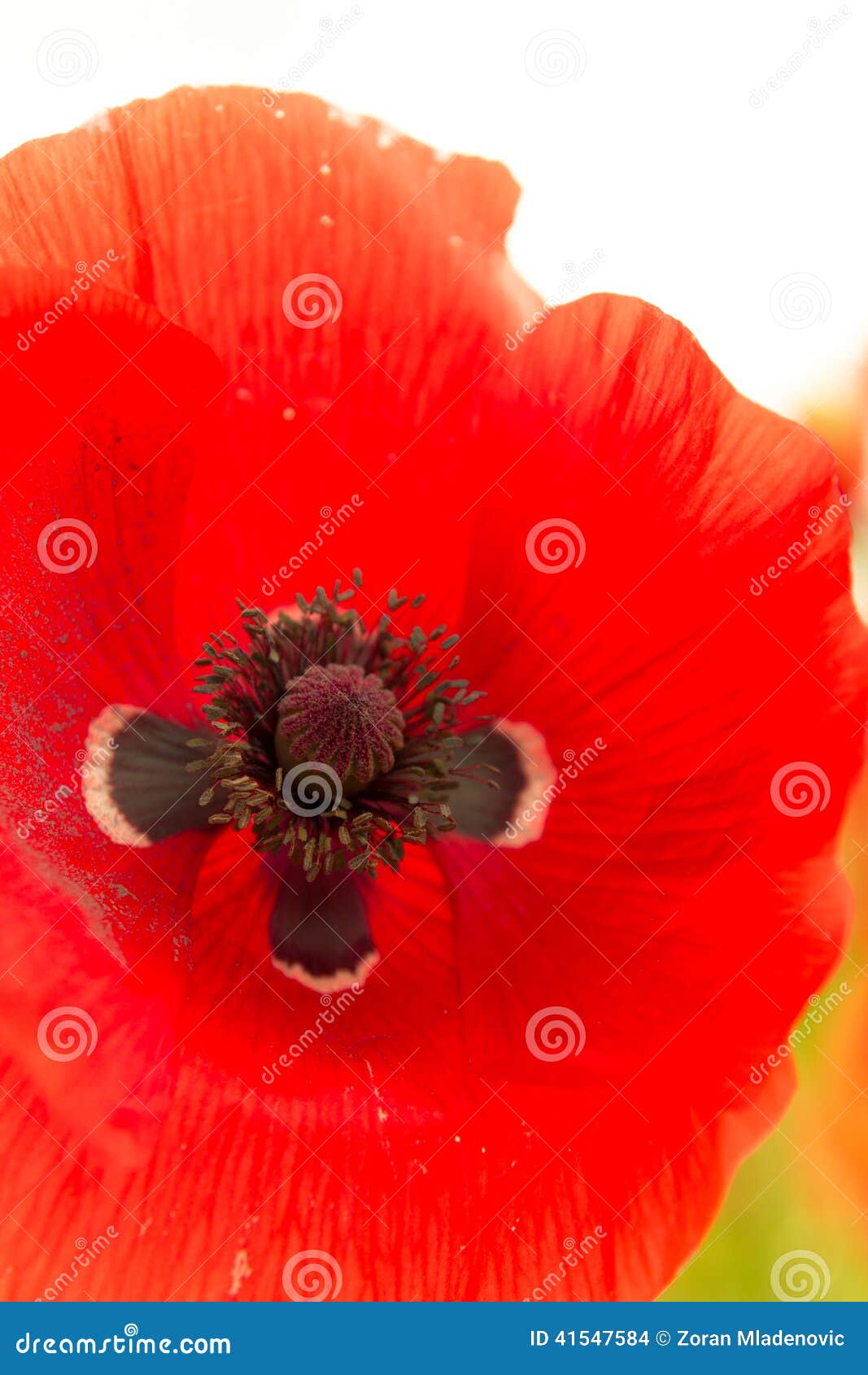 Bright Red Flower with Pestle and Pollen in Macro View Stock Photo ...
