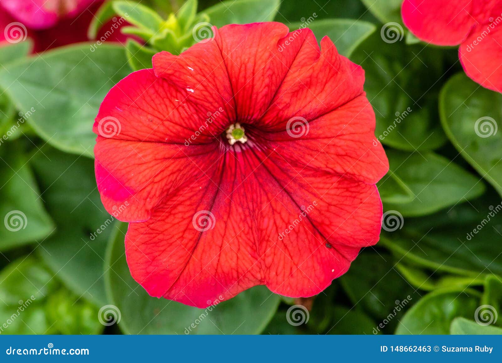 Bright red flower stock image. Image of petal, petunia - 148662463