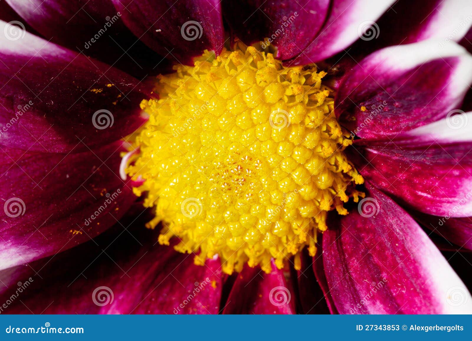 Bright Red Flower with the Yellow Middle Stock Image - Image of plant ...