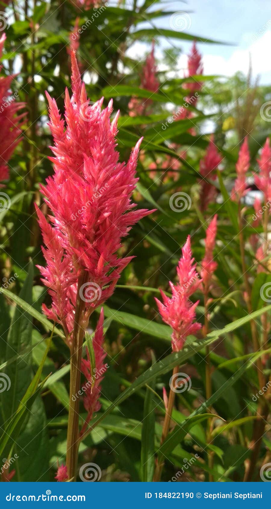 Bright red flowers stock photo. Image of flowers, nature - 184822190