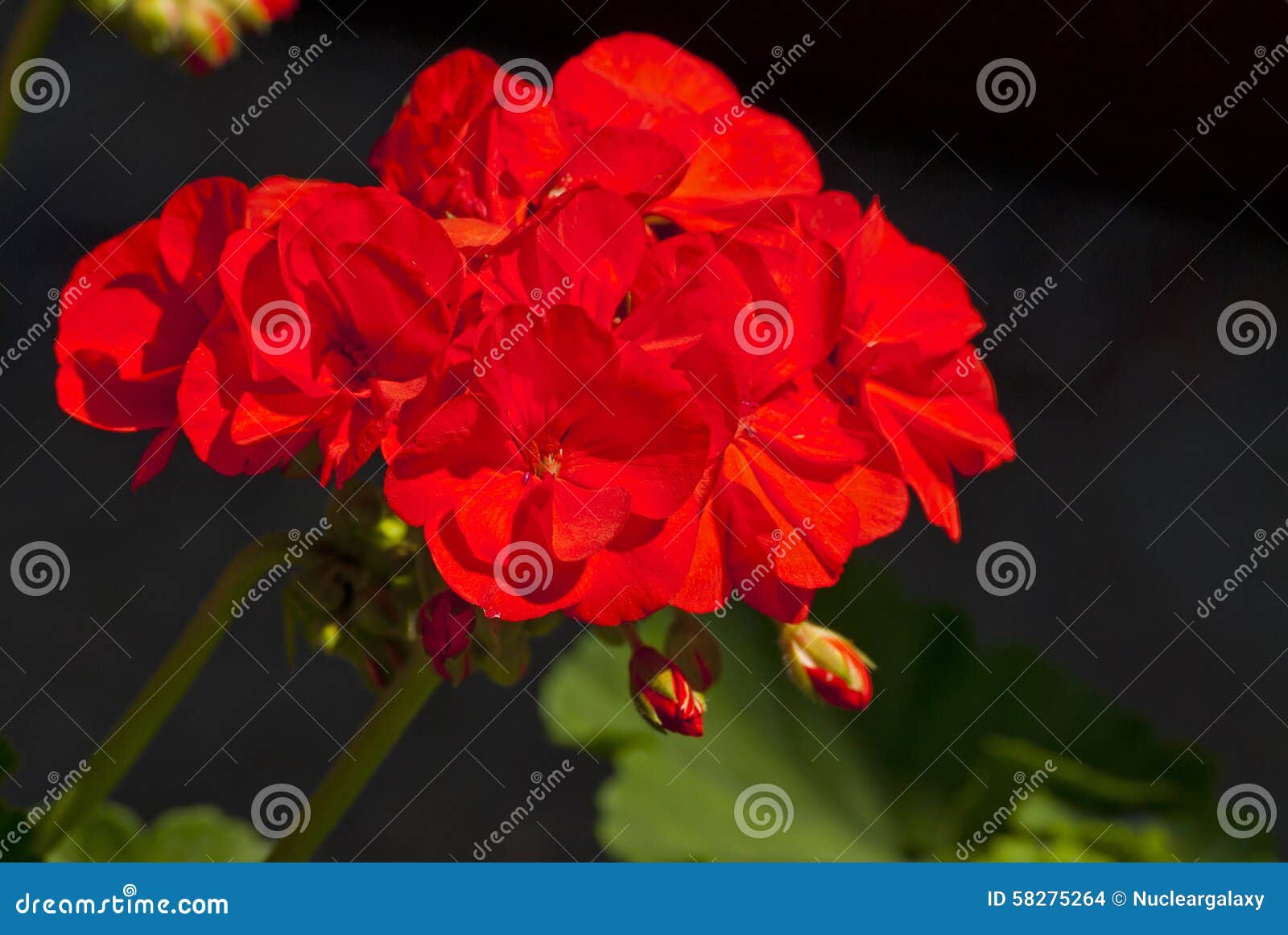 Bright red flowers bloom stock photo. Image of flora - 58275264