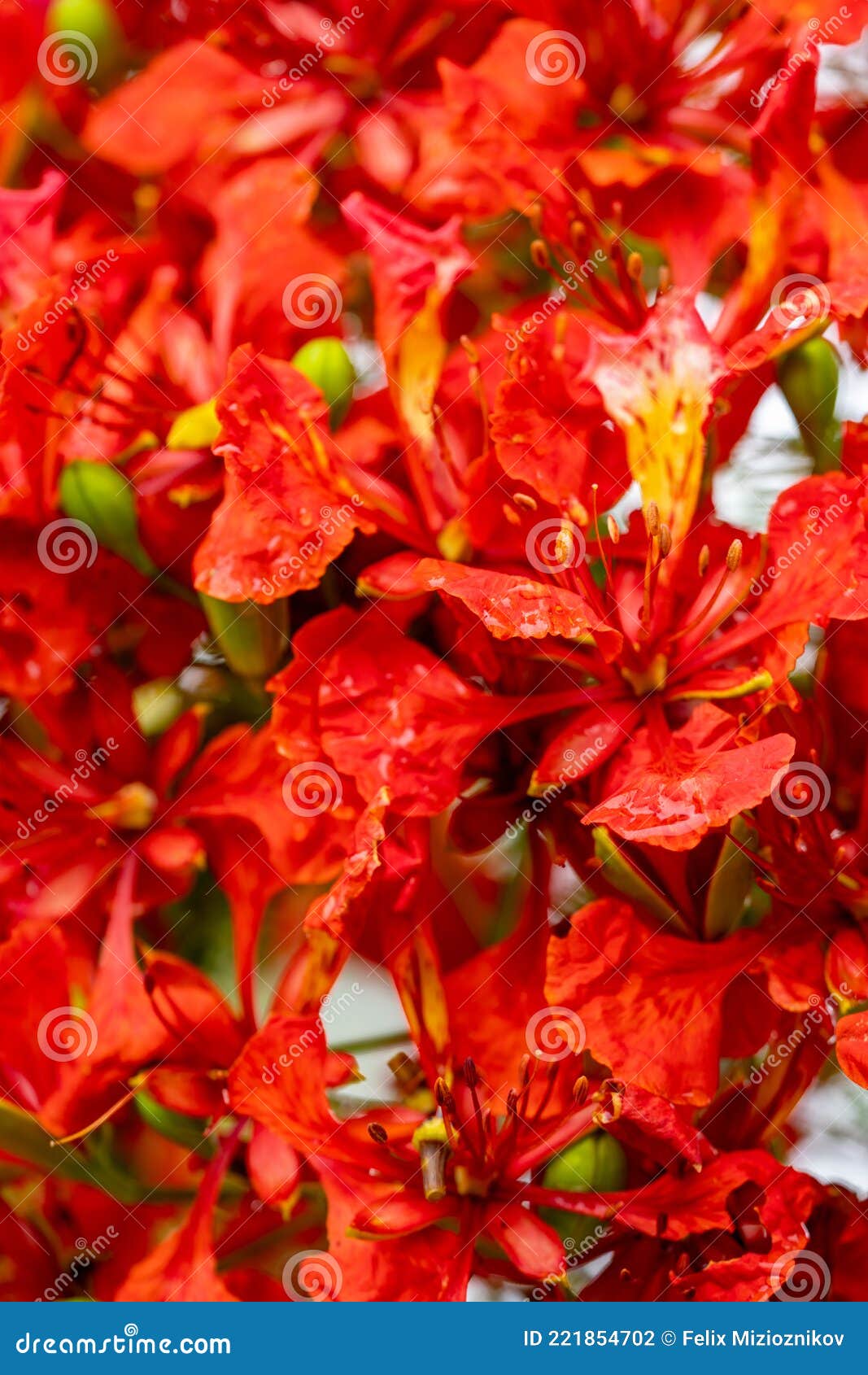 Bright Red Flowers in Bloom Stock Photo - Image of background, closeup ...
