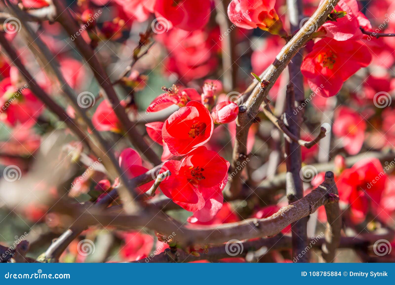 Bright Red Flowers on Branch Plant Stock Photo - Image of cherry ...