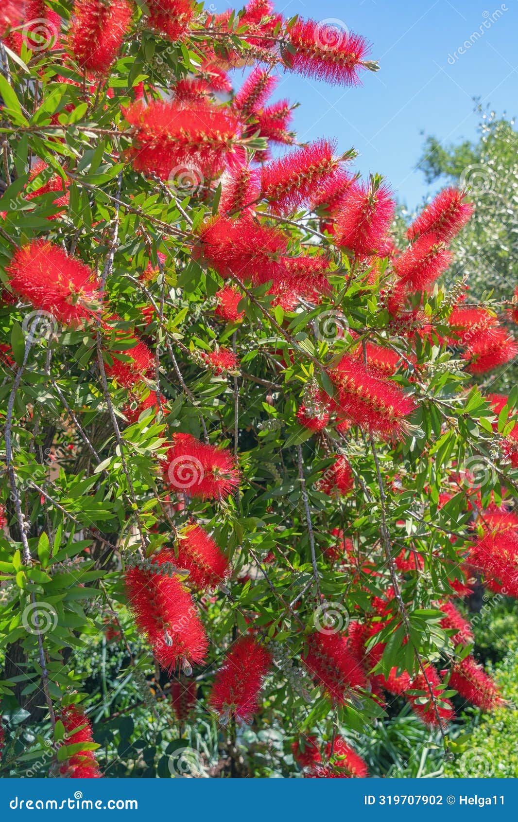 Bright Red Flowers of Callistemon Viminalis Tree Stock Photo - Image of ...
