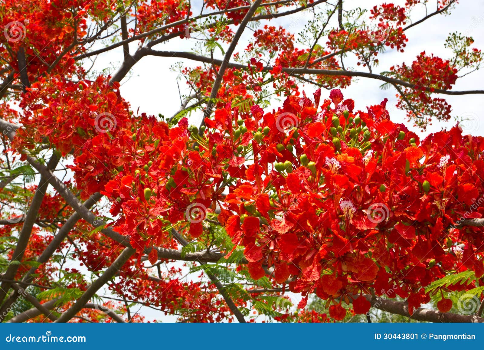 Bright red flowers stock image. Image of flowers, bunch - 30443801